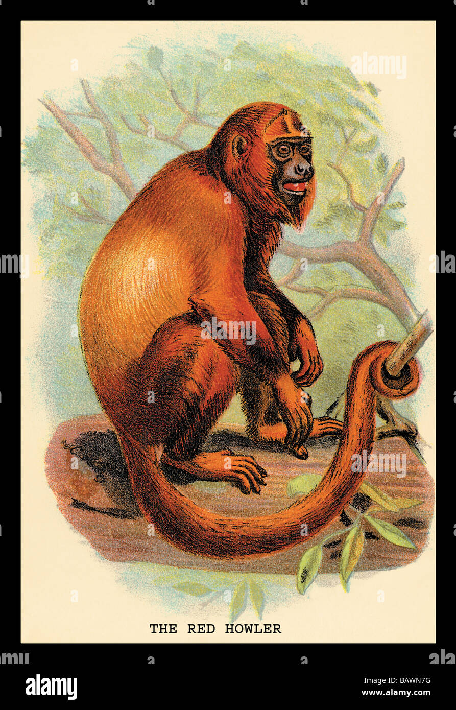 The Red Howler Stock Photo - Alamy