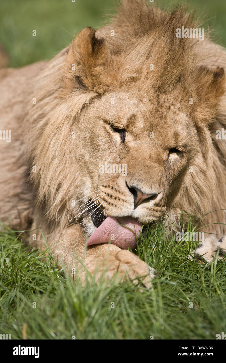 Mlale lion washing Stock Photo - Alamy