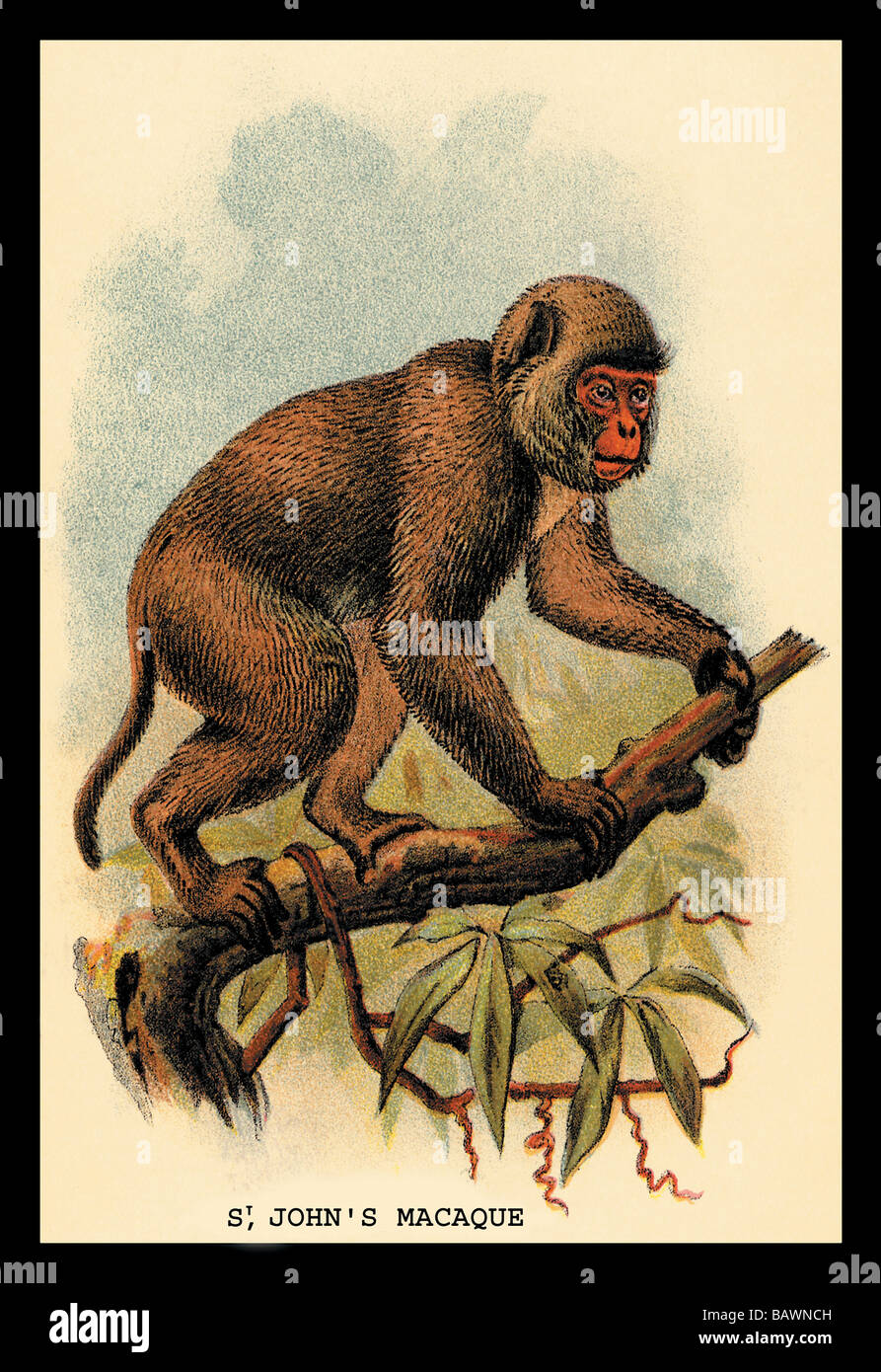 Macaque illustration hi-res stock photography and images - Alamy