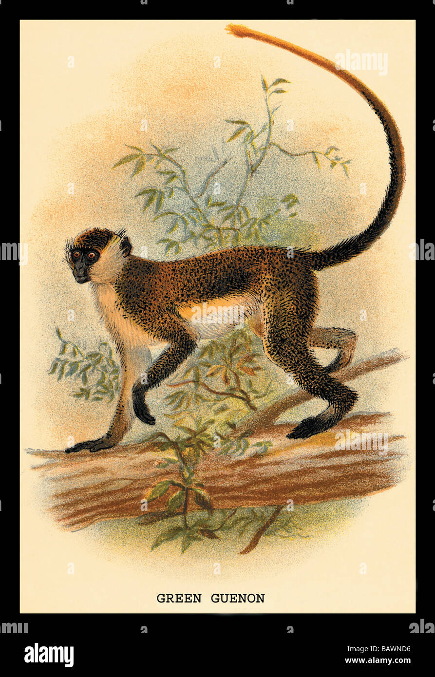 Green guenon hi-res stock photography and images - Alamy