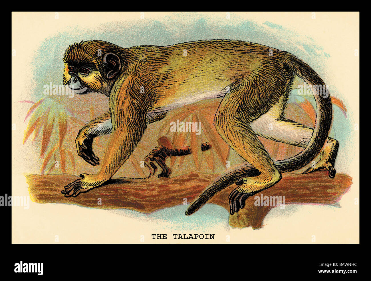 Talapoin hi-res stock photography and images - Alamy