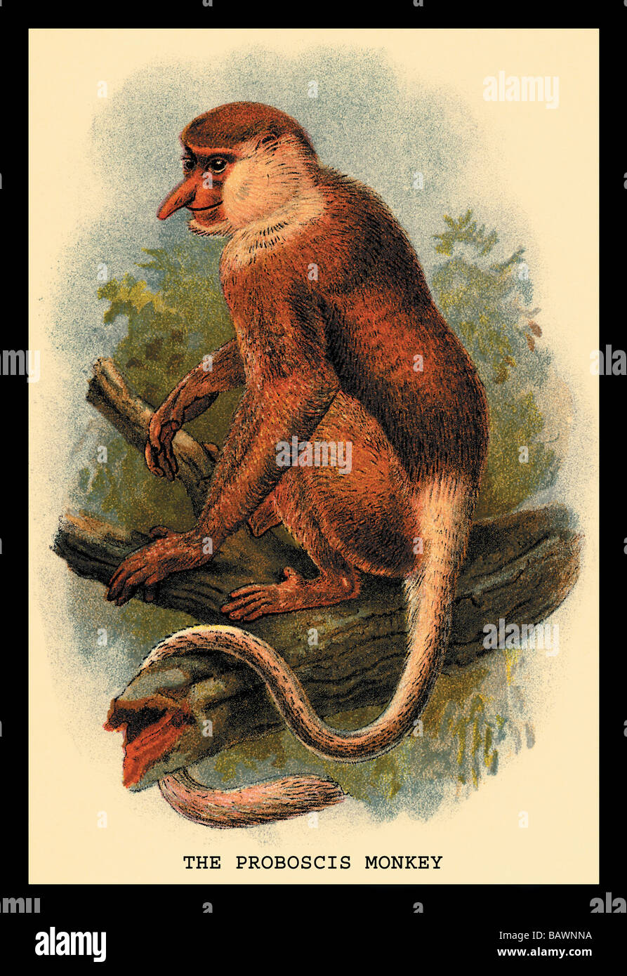 The Proboscis Monkey Stock Photo - Alamy