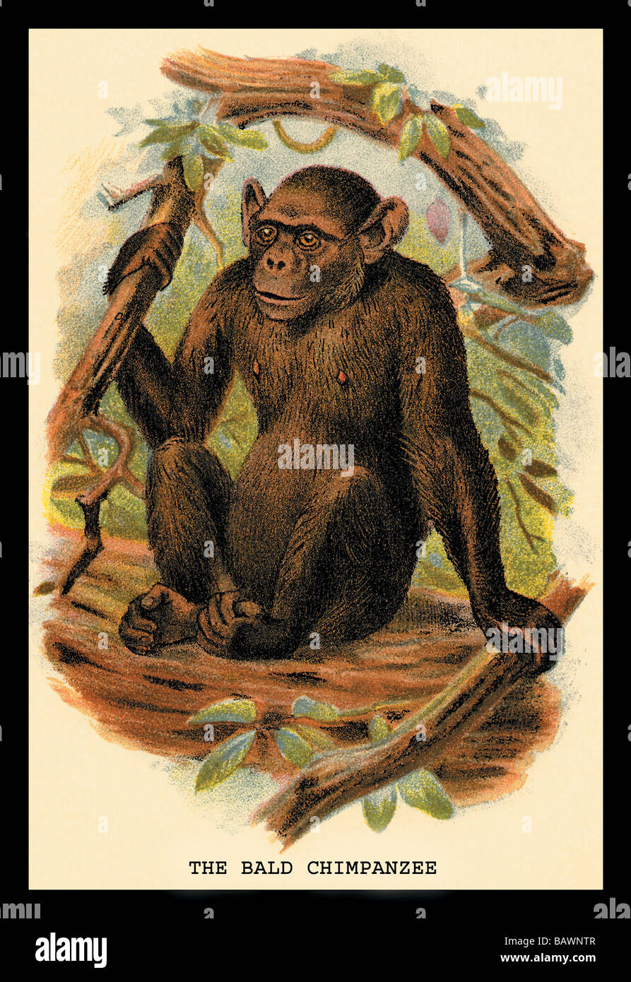 Bald chimpanzee hi-res stock photography and images - Alamy