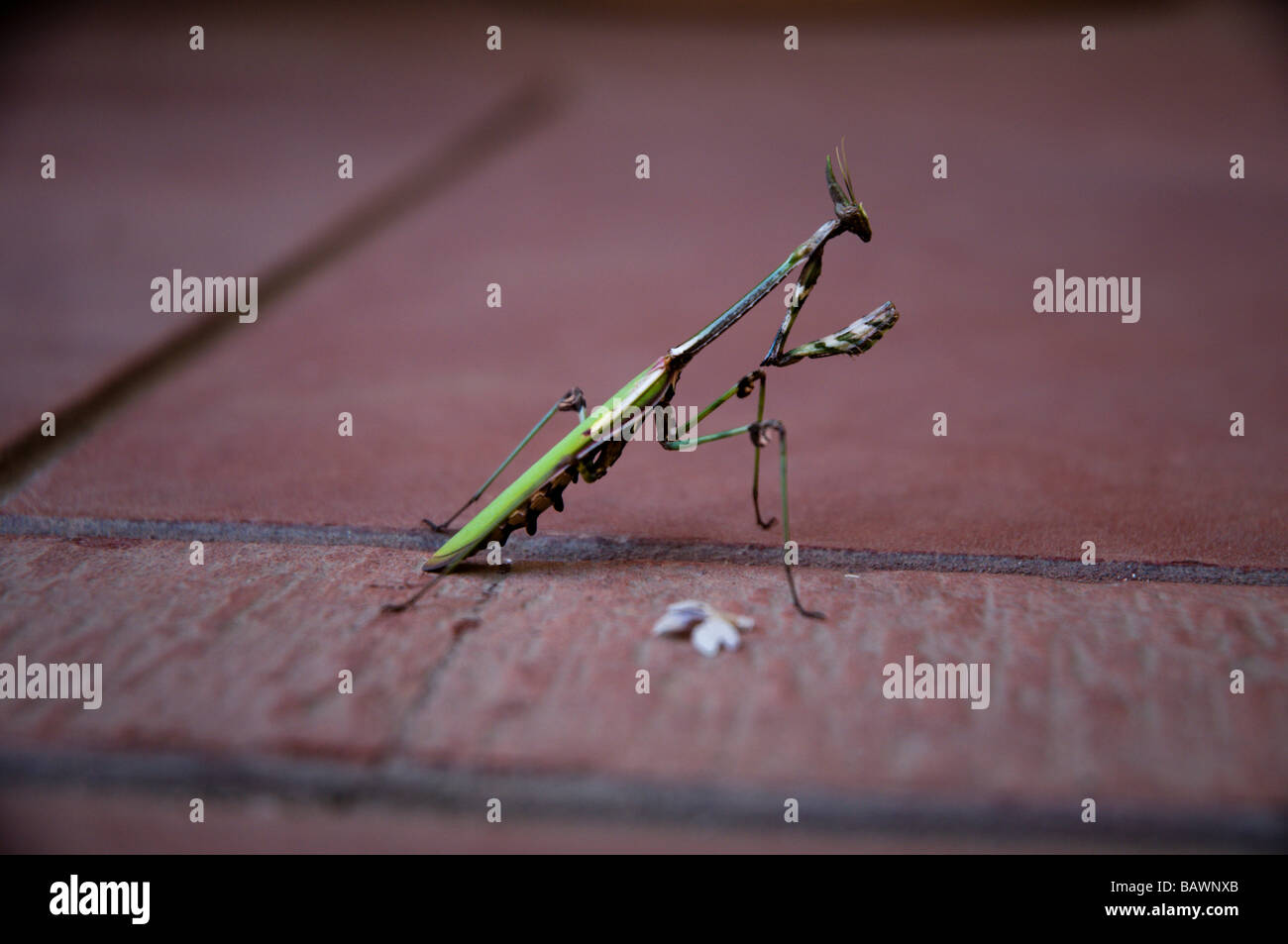 Praying mantis on floor hi-res stock photography and images - Alamy