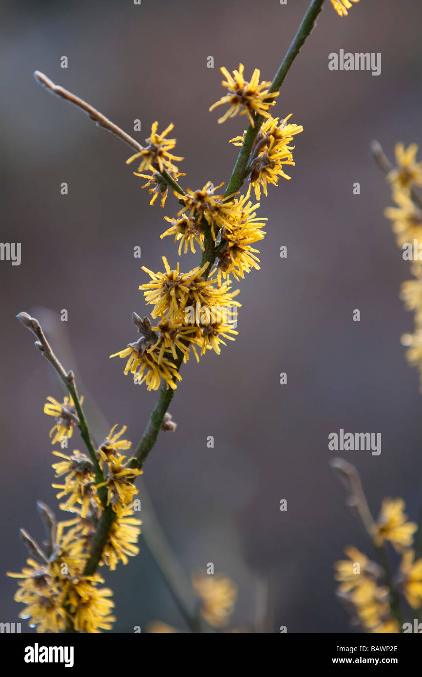 Hamamelis mollis Witch Hazel Flowers Stock Photo - Alamy