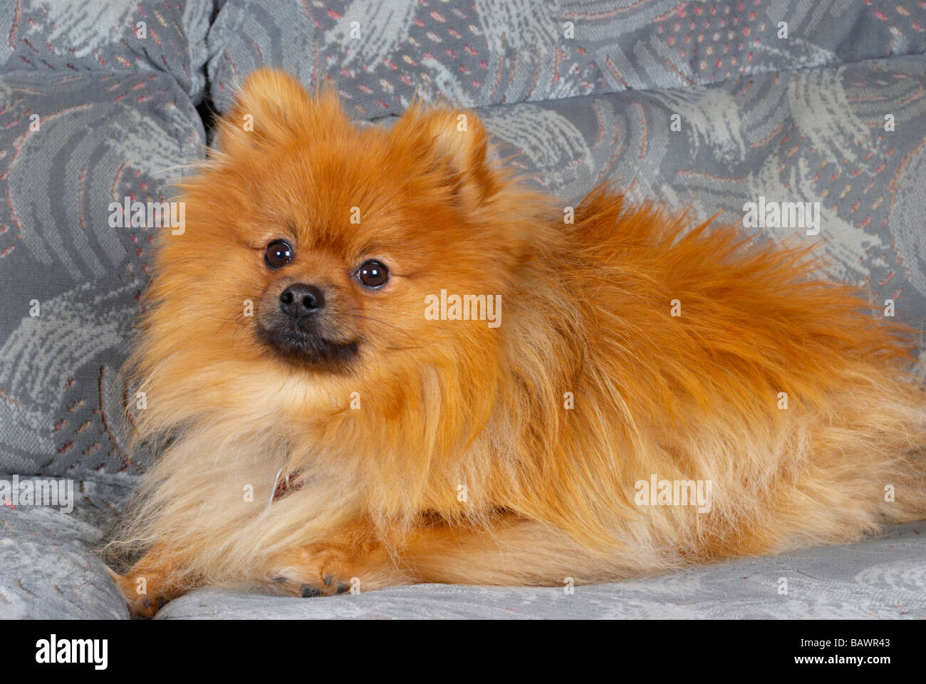 Pomeranian mongrel hi-res stock photography and images - Alamy