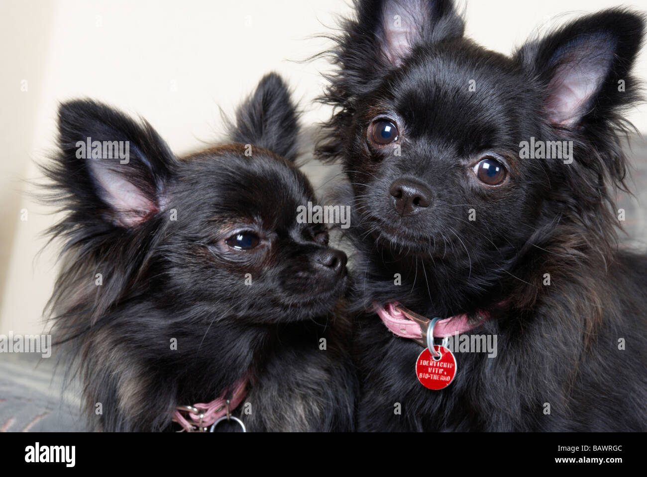 Pomeranian cross pups Stock Photo - Alamy