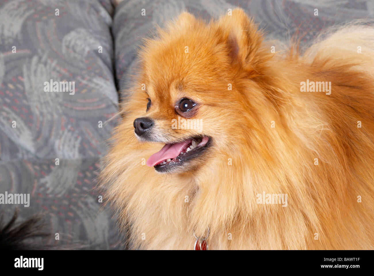 Pomeranian mongrel hi-res stock photography and images - Alamy