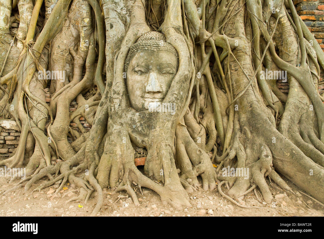 Root temples hi-res stock photography and images - Alamy