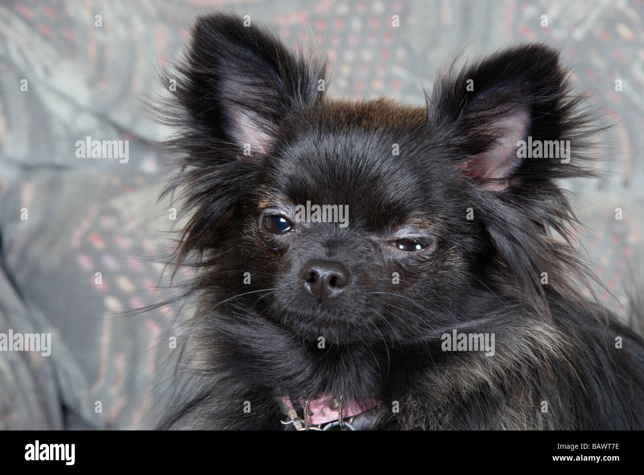Black Pomchi Puppies