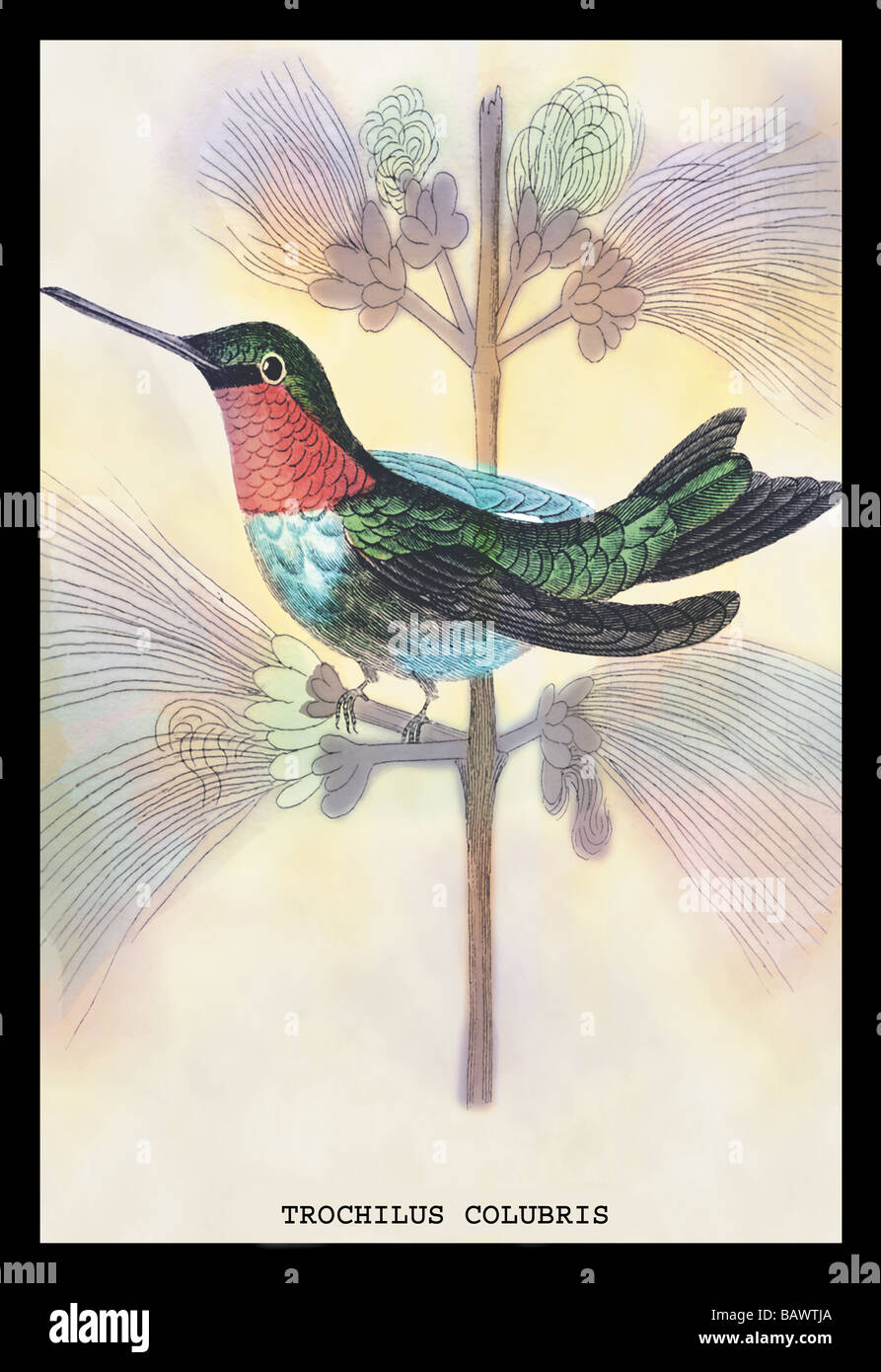 Trochilus colubris hi-res stock photography and images - Alamy