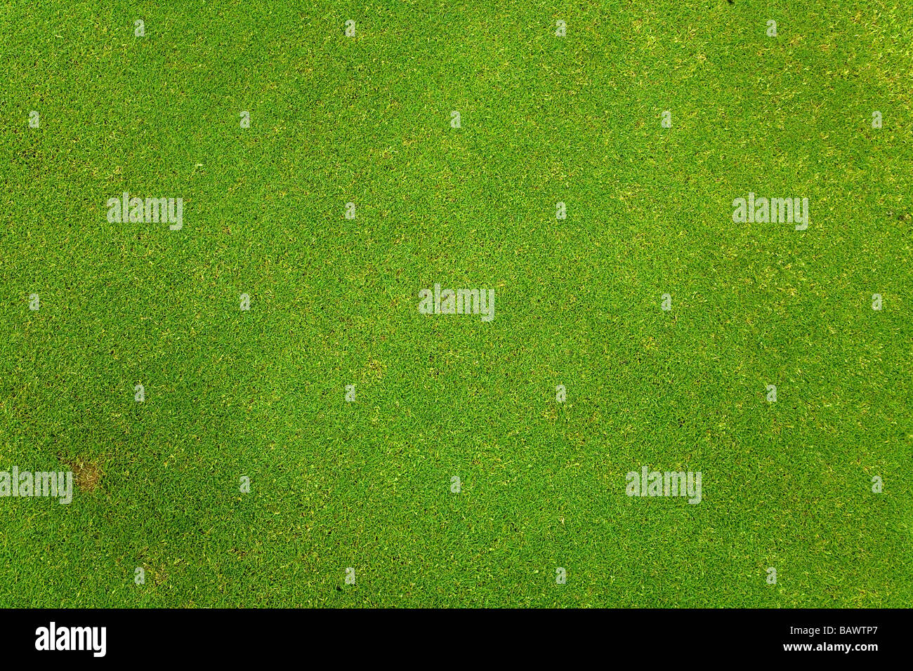 green grass texture Stock Photo - Alamy