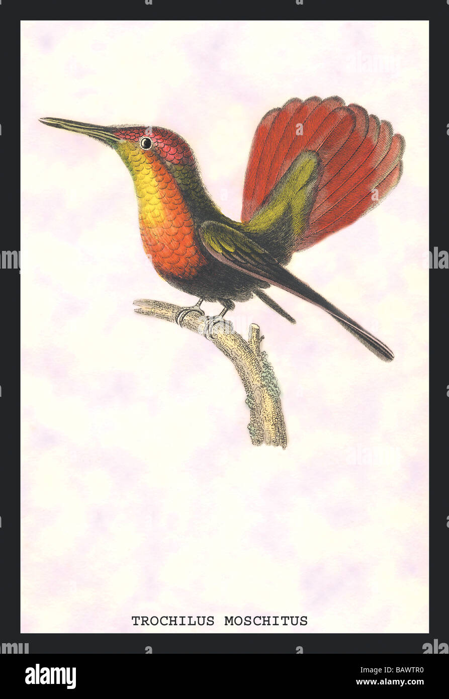 Hummingbird: Trochilus Moschitus Stock Photo - Alamy