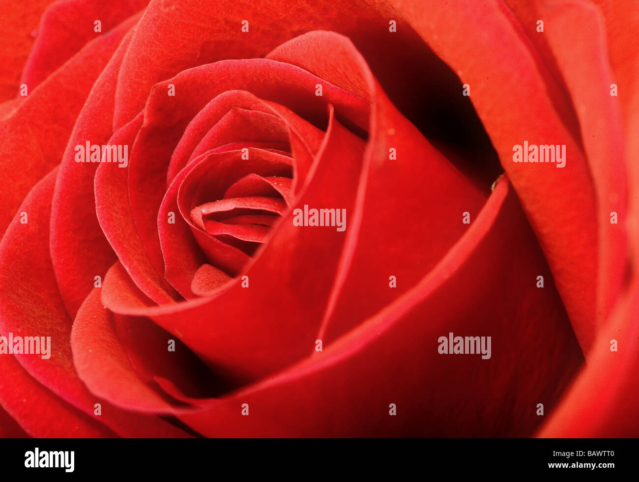 red rose background Stock Photo - Alamy