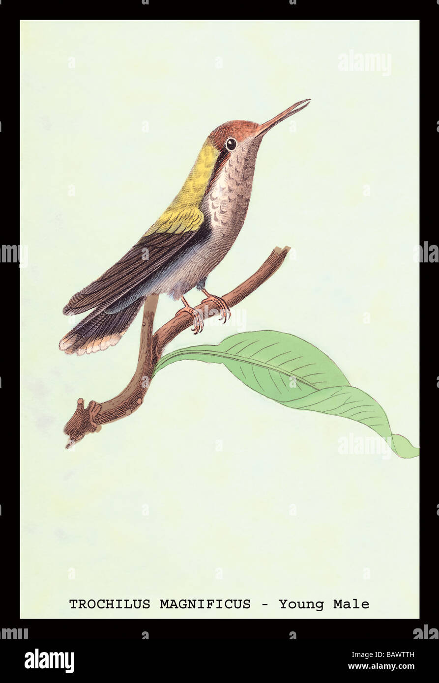 Trochilus magnificus hi-res stock photography and images - Alamy