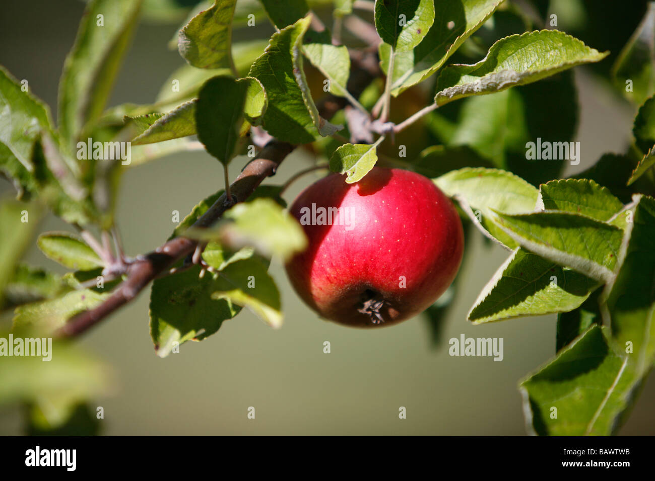 A red apple grows on a tree Stock Photo - Alamy