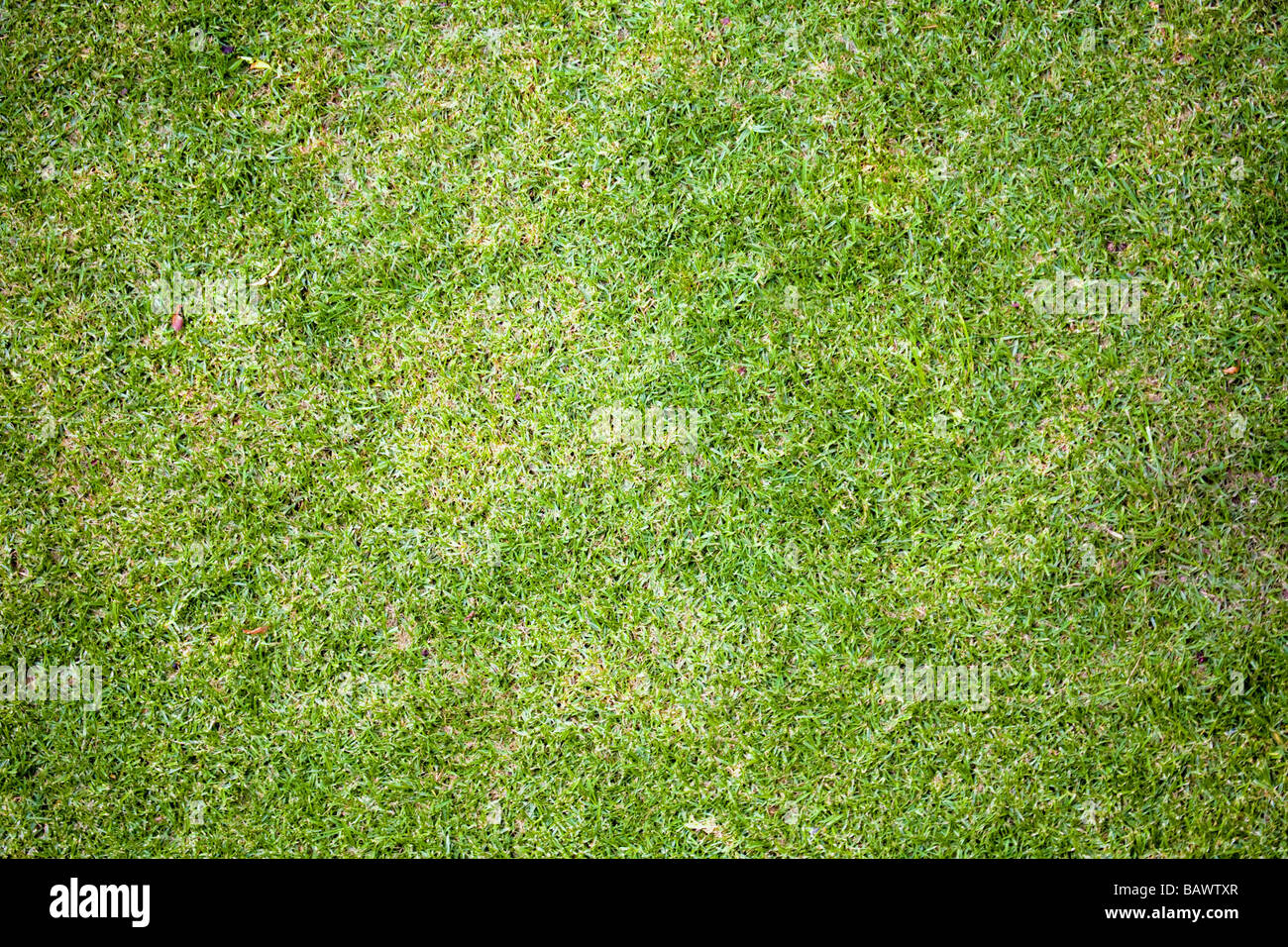 grass texture background Stock Photo - Alamy