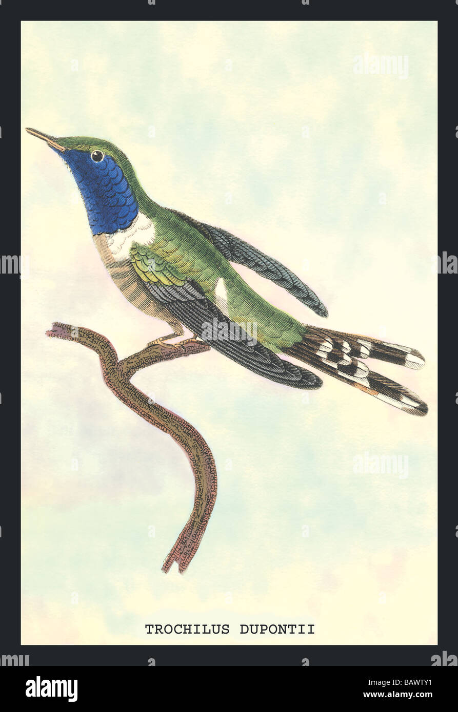 Trochilus dupontii hi-res stock photography and images - Alamy