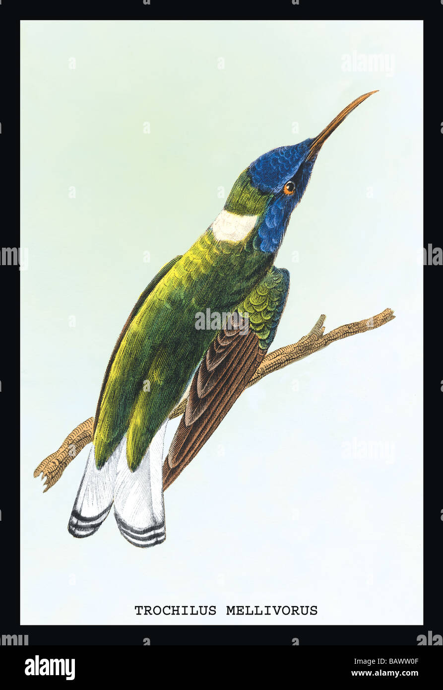 Hummingbird: Trochilus Mellivorous Stock Photo - Alamy