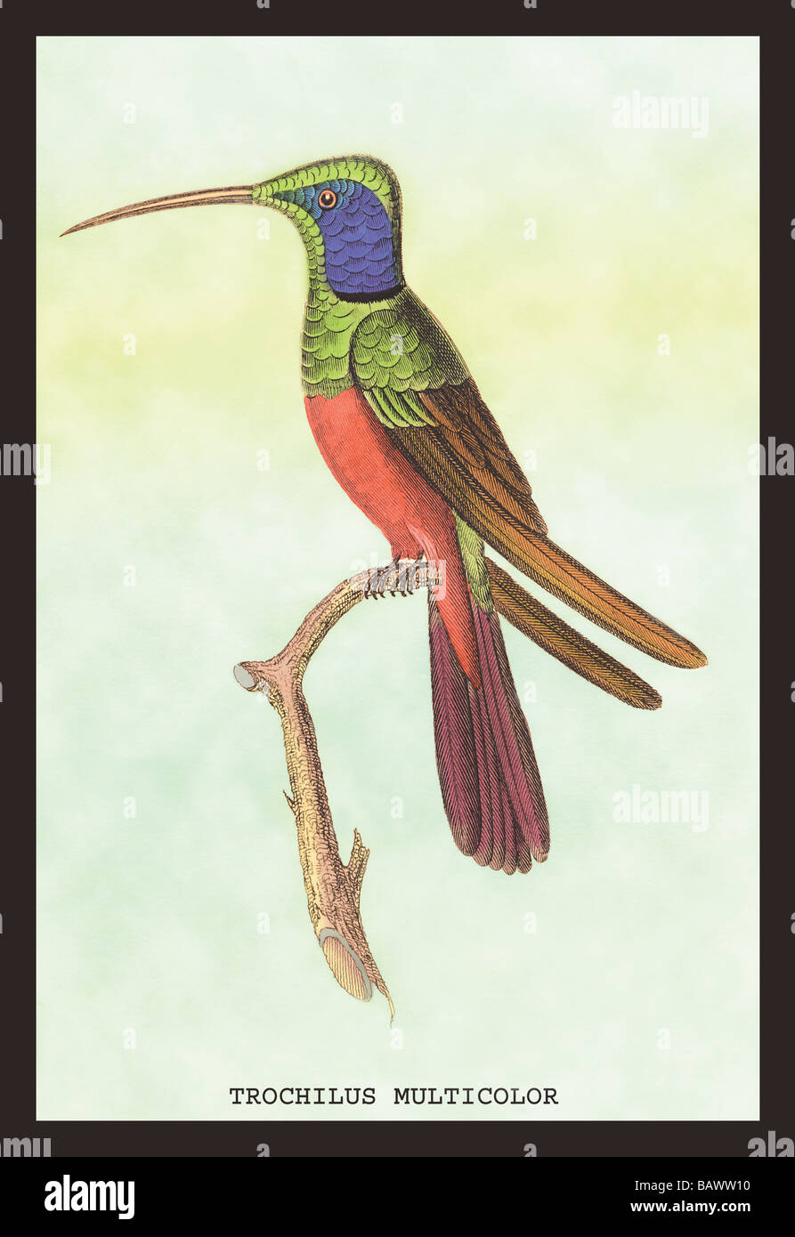 Trochilus multicolor hi-res stock photography and images - Alamy