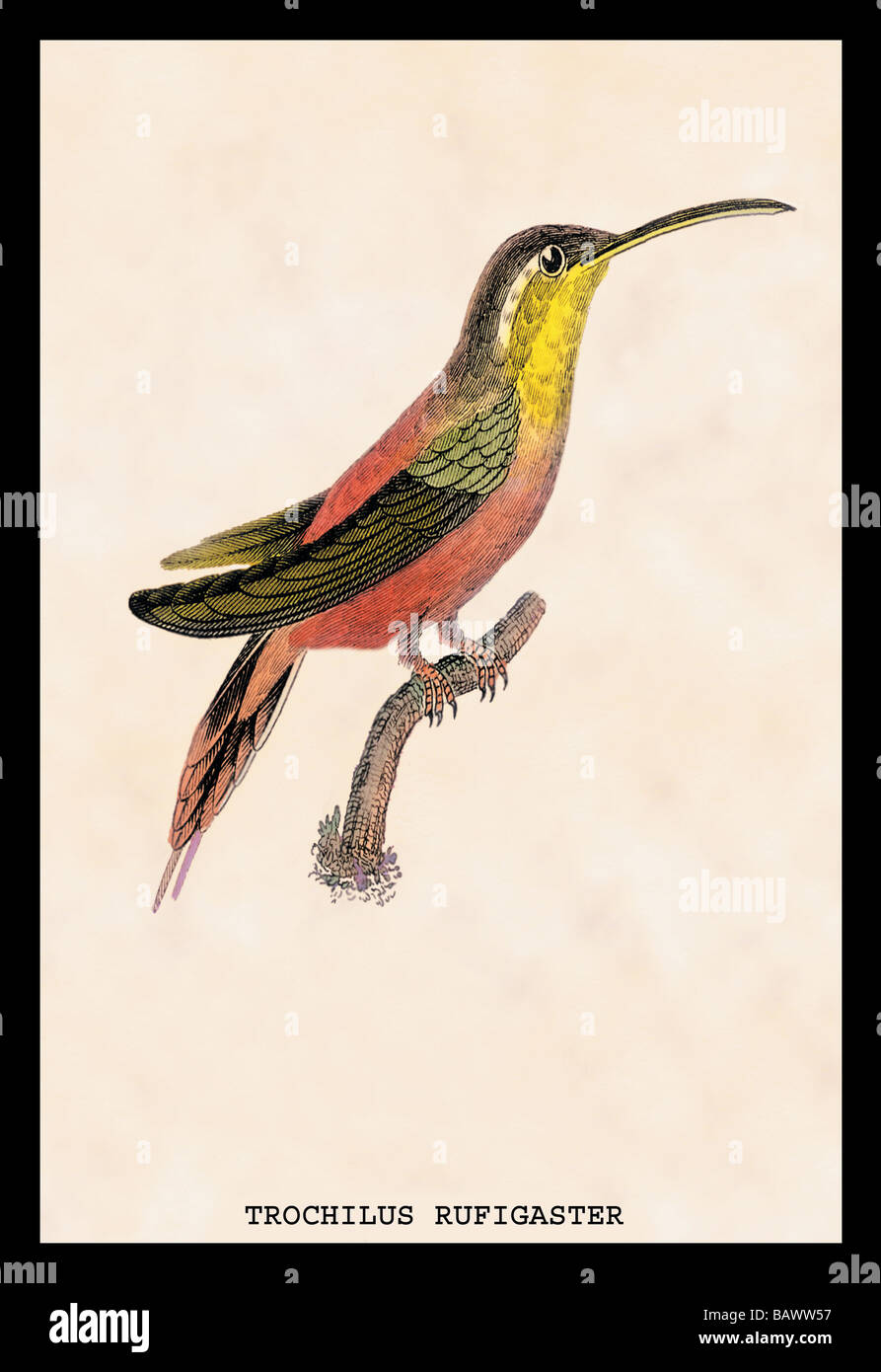 Hummingbird: Trochilus Rufigaster Stock Photo - Alamy