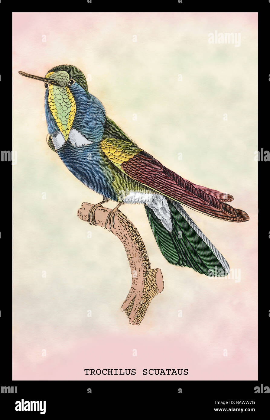 Hummingbird: Trochilus Scuataus Stock Photo - Alamy
