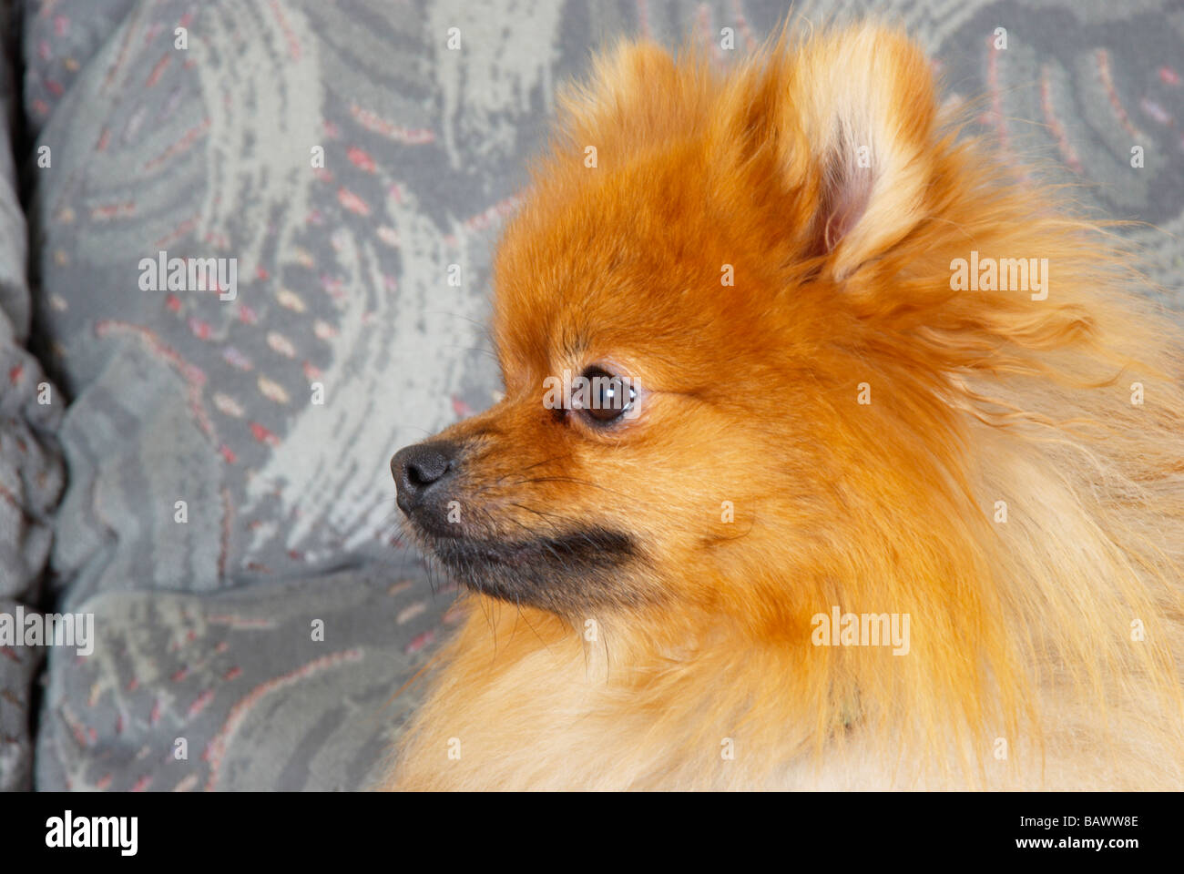 Pomeranian hi-res stock photography and images - Alamy