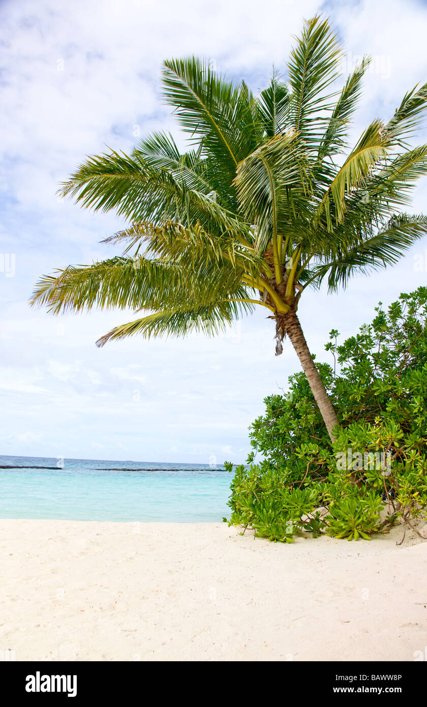 palmtree in a beach Stock Photo - Alamy