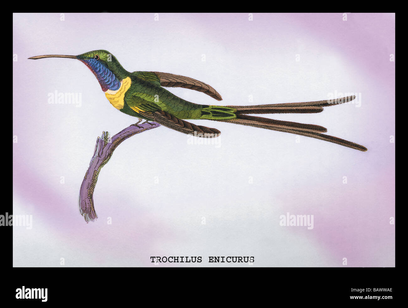 Trochilus enicurus hi-res stock photography and images - Alamy