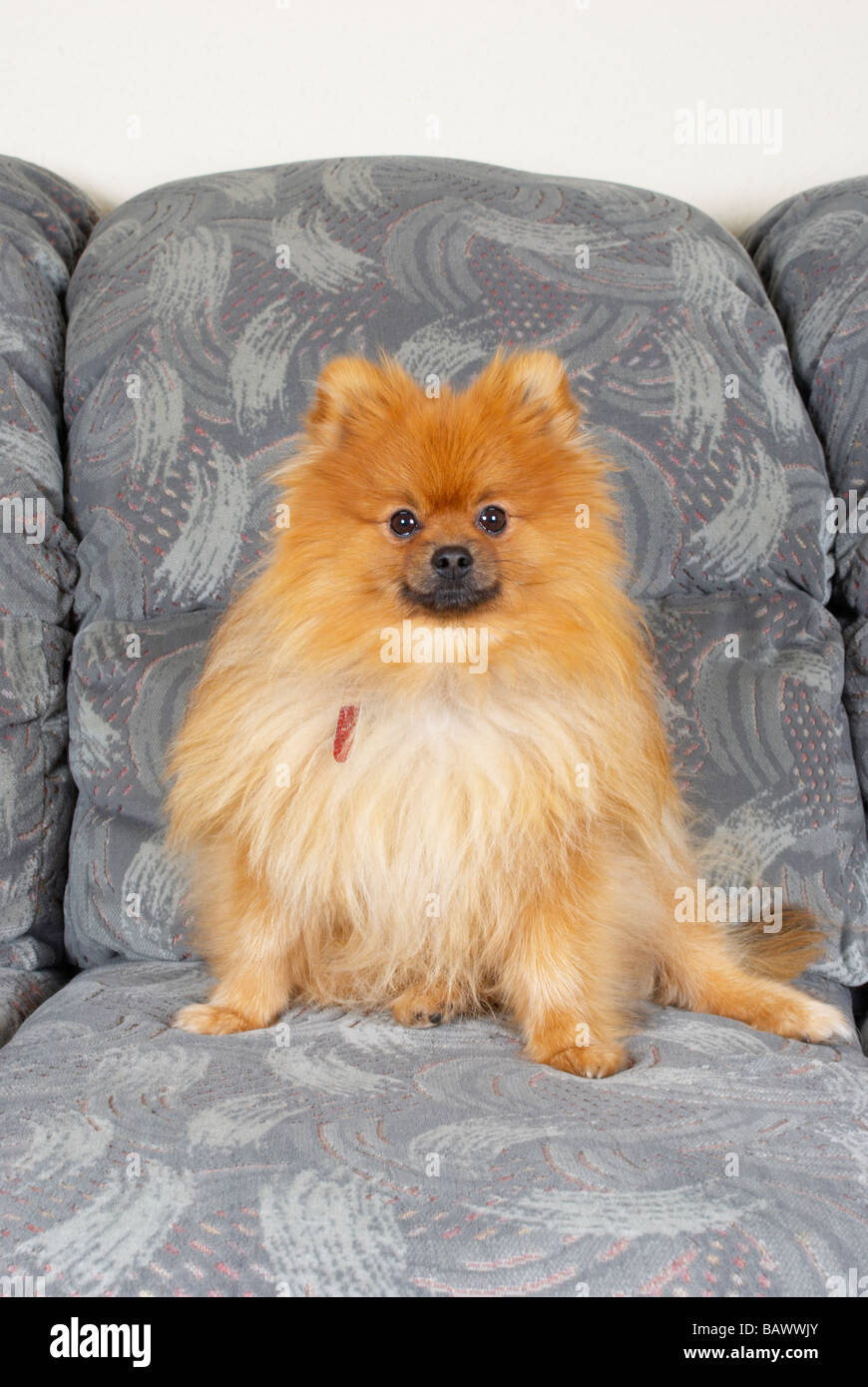 Adult pomeranian hi-res stock photography and images - Alamy