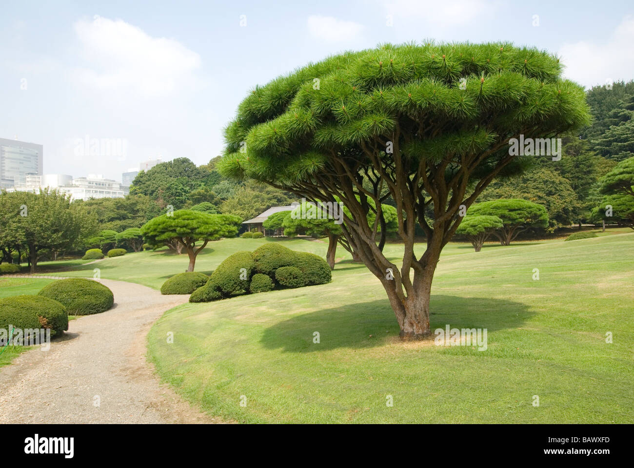 Round shaped trees hi-res stock photography and images - Alamy