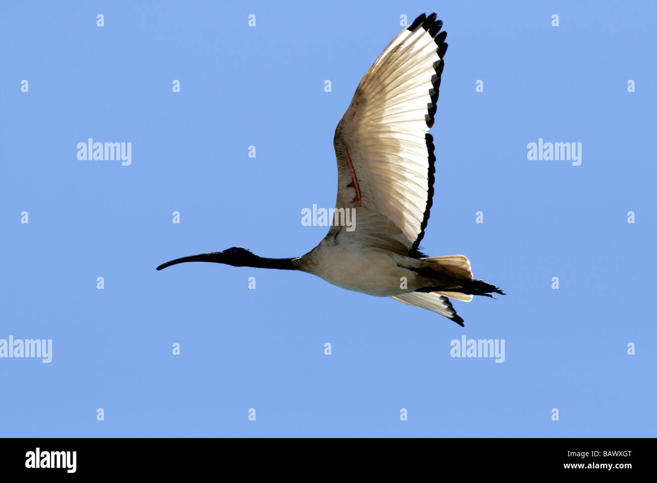 Sacred Ibis An African Sacred Ibis in full flight Stock Photo - Alamy