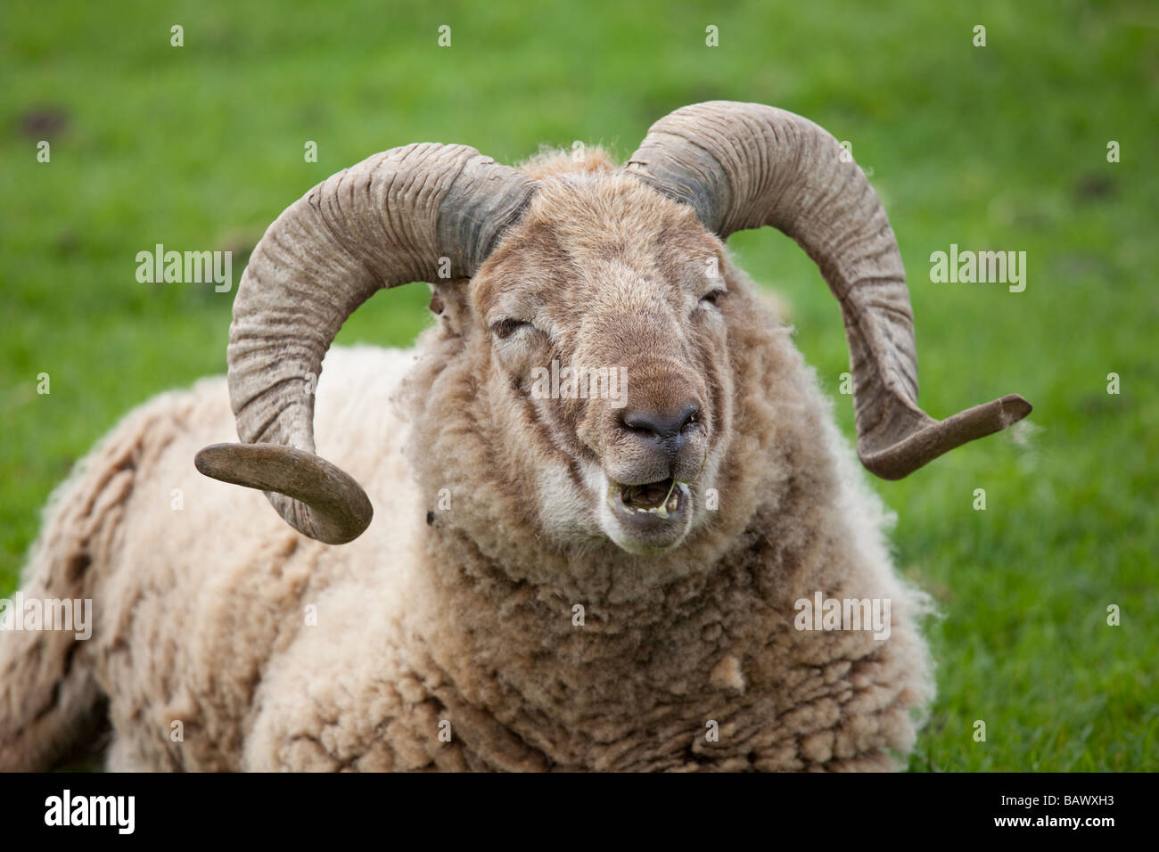 Castlemilk moorit sheep hi-res stock photography and images - Alamy