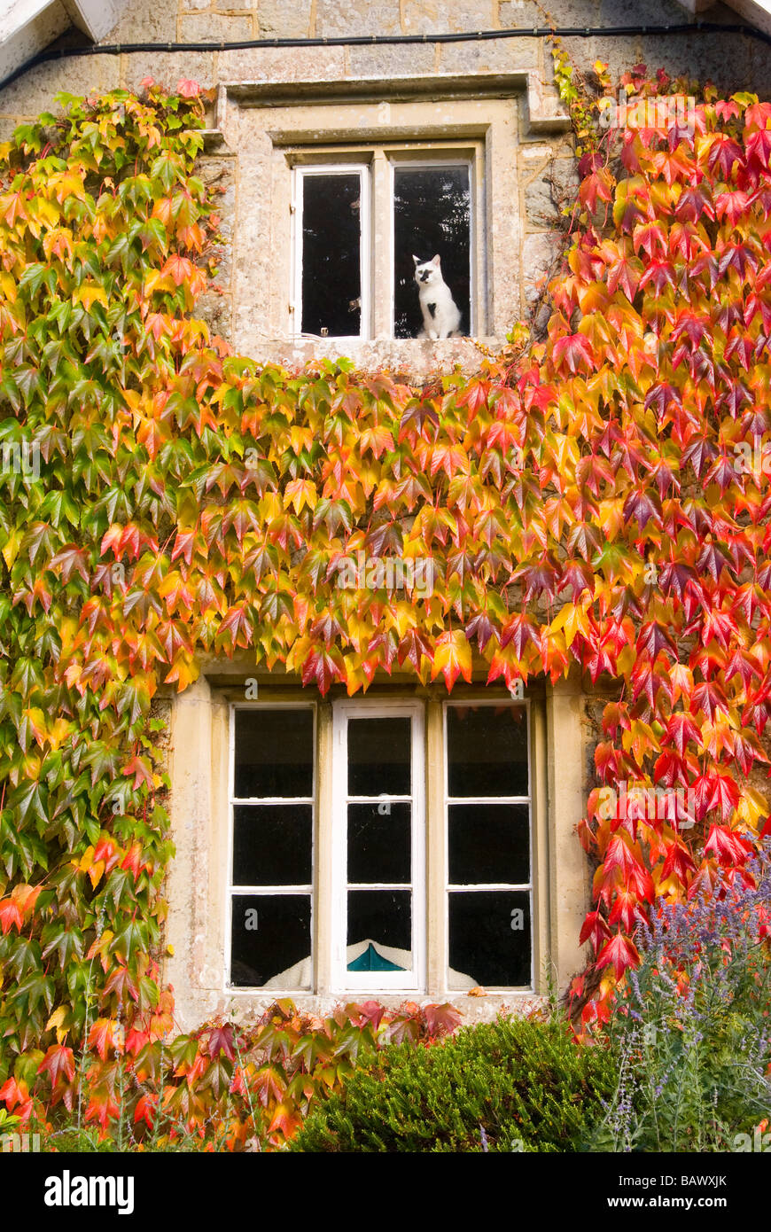 Cotswolds Cottage Windows Autumn Leaves Stock Photo - Alamy