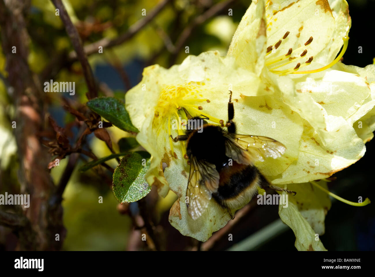 Bumble bee pollen hi-res stock photography and images - Alamy