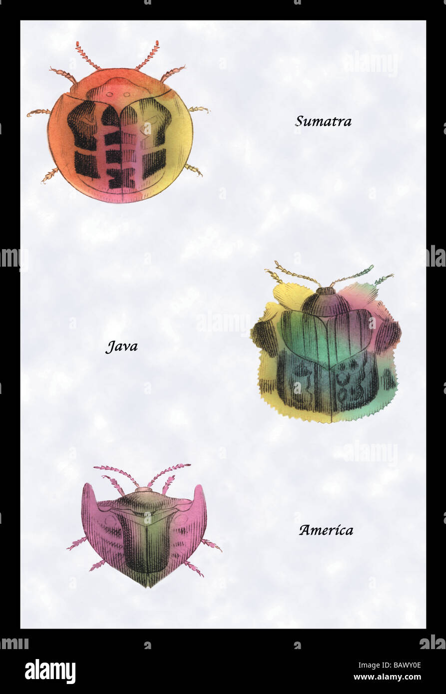 Insects of java hi-res stock photography and images - Alamy