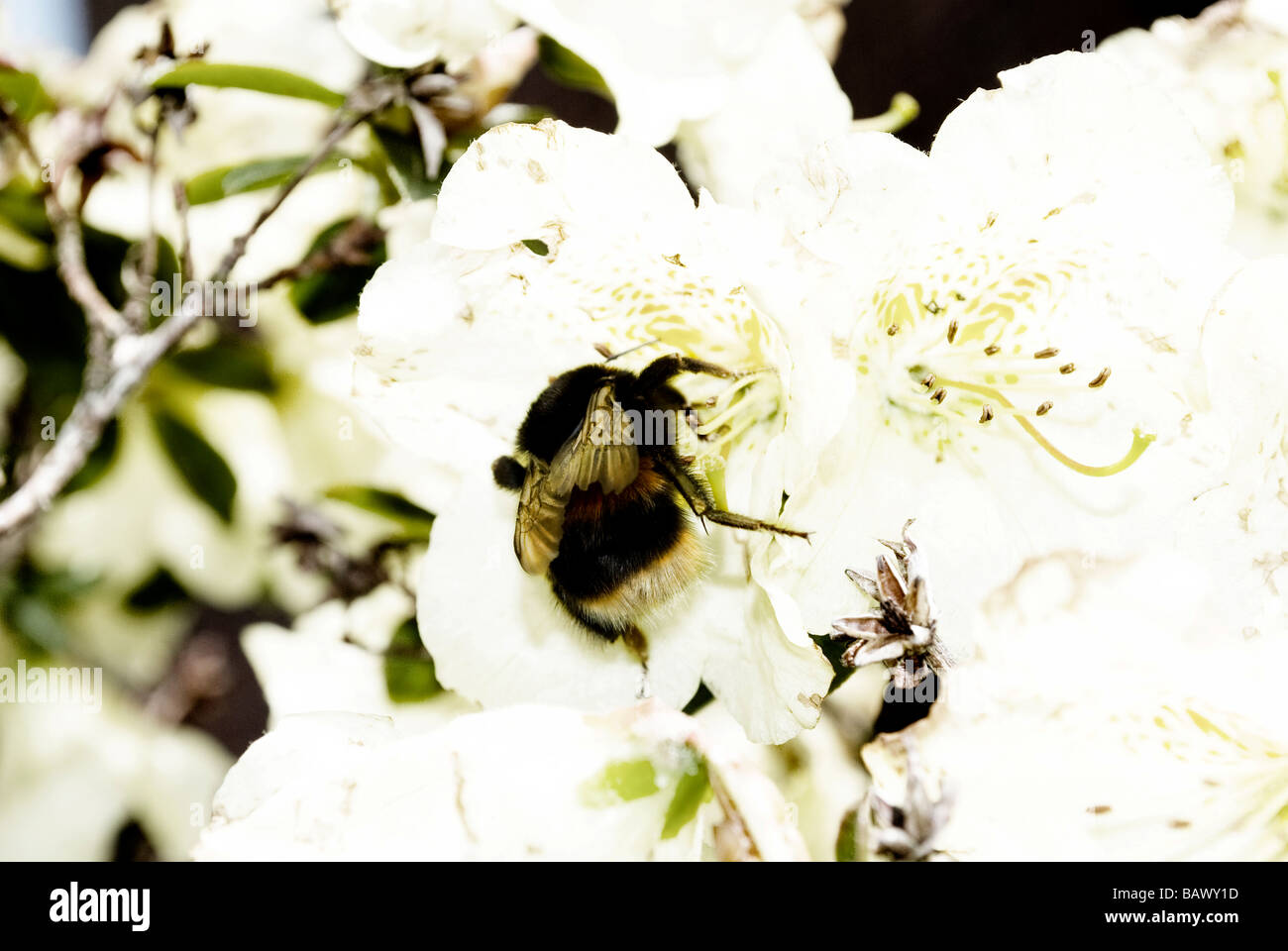 Bumble bee pollen hi-res stock photography and images - Alamy