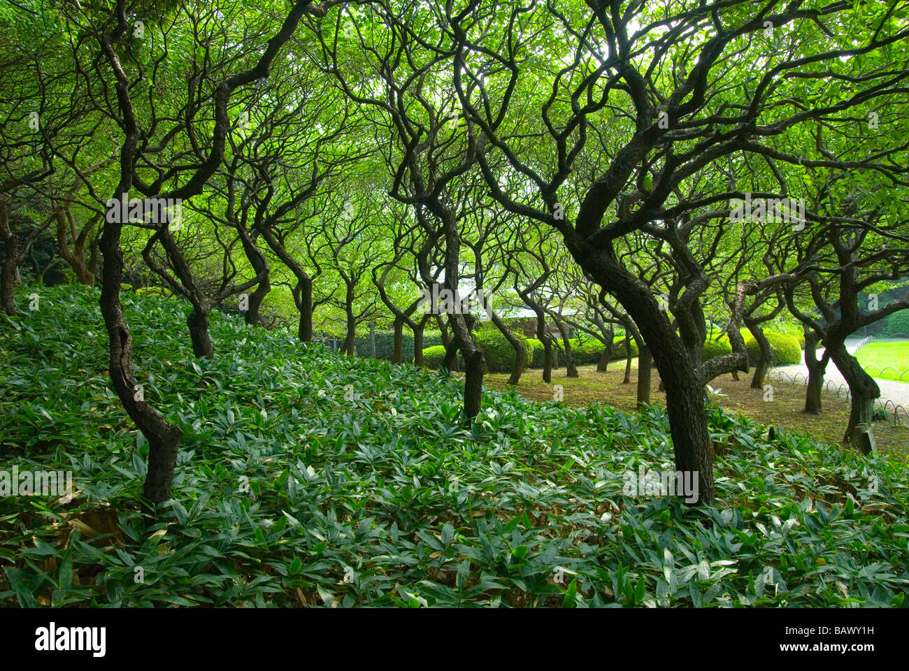 Chinese native trees hi-res stock photography and images - Alamy