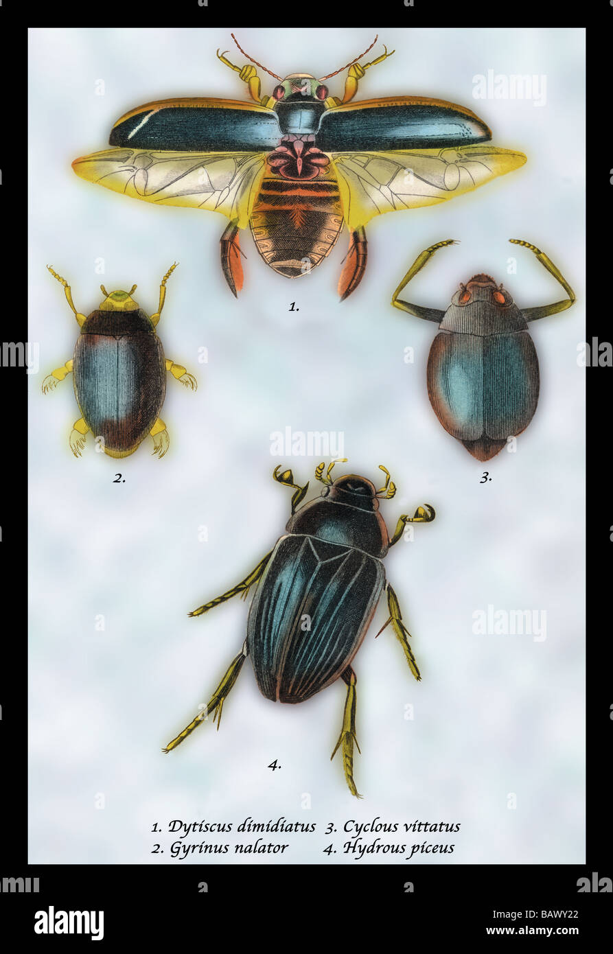 Gyrinus hi-res stock photography and images - Alamy