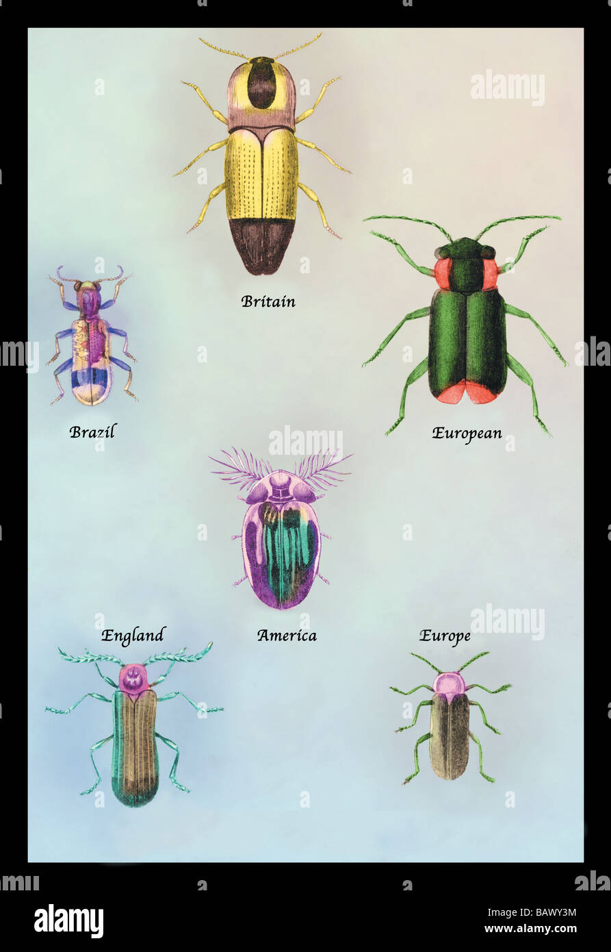 Bugs insectarium hi-res stock photography and images - Alamy