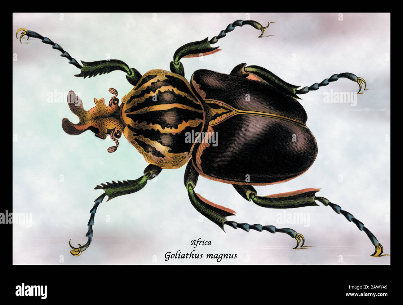 African goliathus beetle hi-res stock photography and images - Alamy
