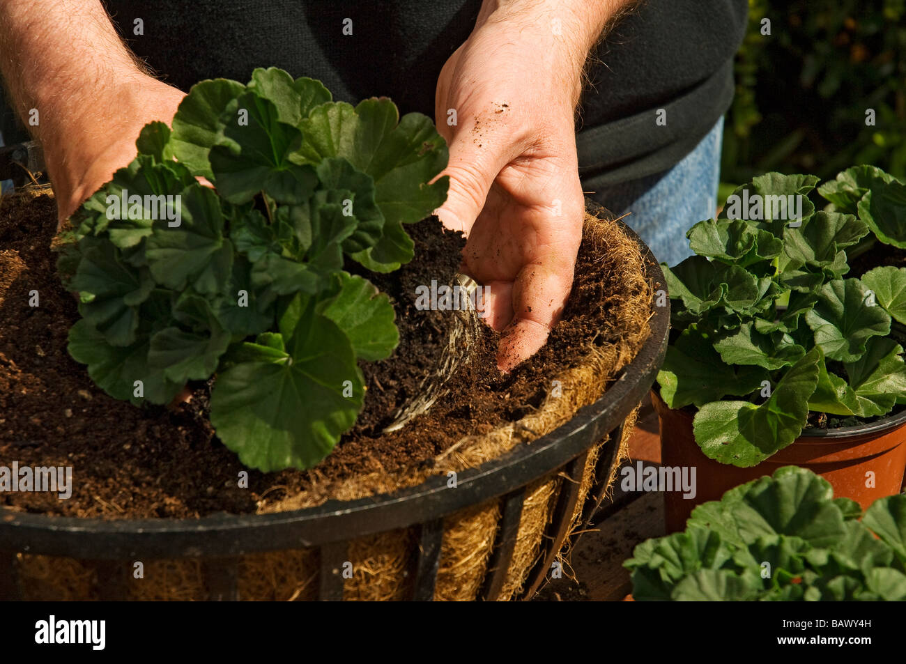 Potting up geraniums hi-res stock photography and images - Alamy