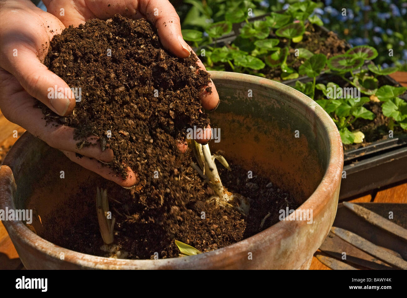 Hands with compost High Resolution Stock Photography and Images - Alamy
