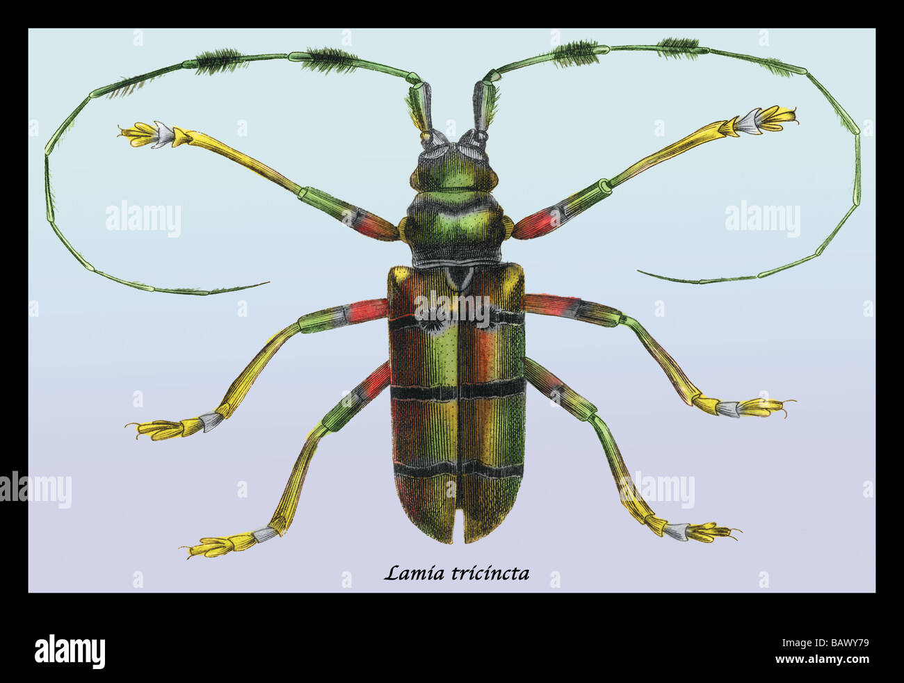 Beetle: Lamia Tricincta #1 Stock Photo - Alamy