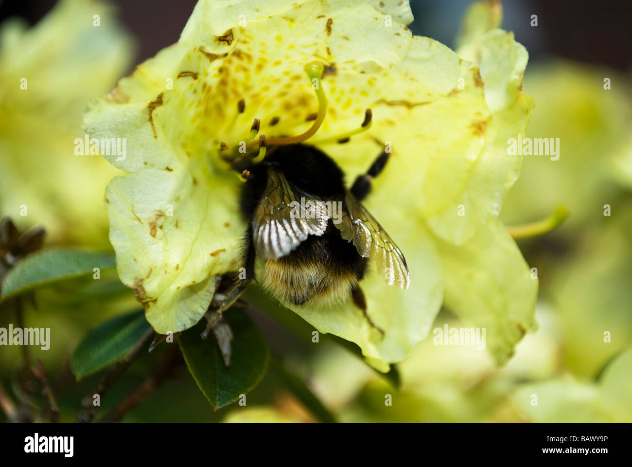 Bumble bee collecting pollen from an Azalea Stock Photo - Alamy