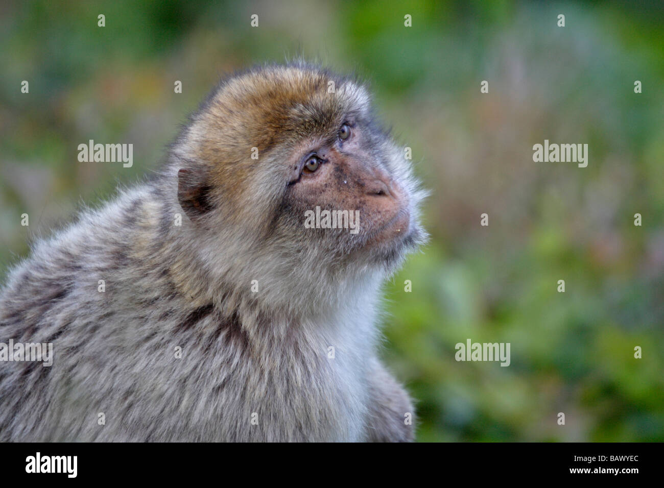 Barbary Ape in Gibraltar Stock Photo - Alamy