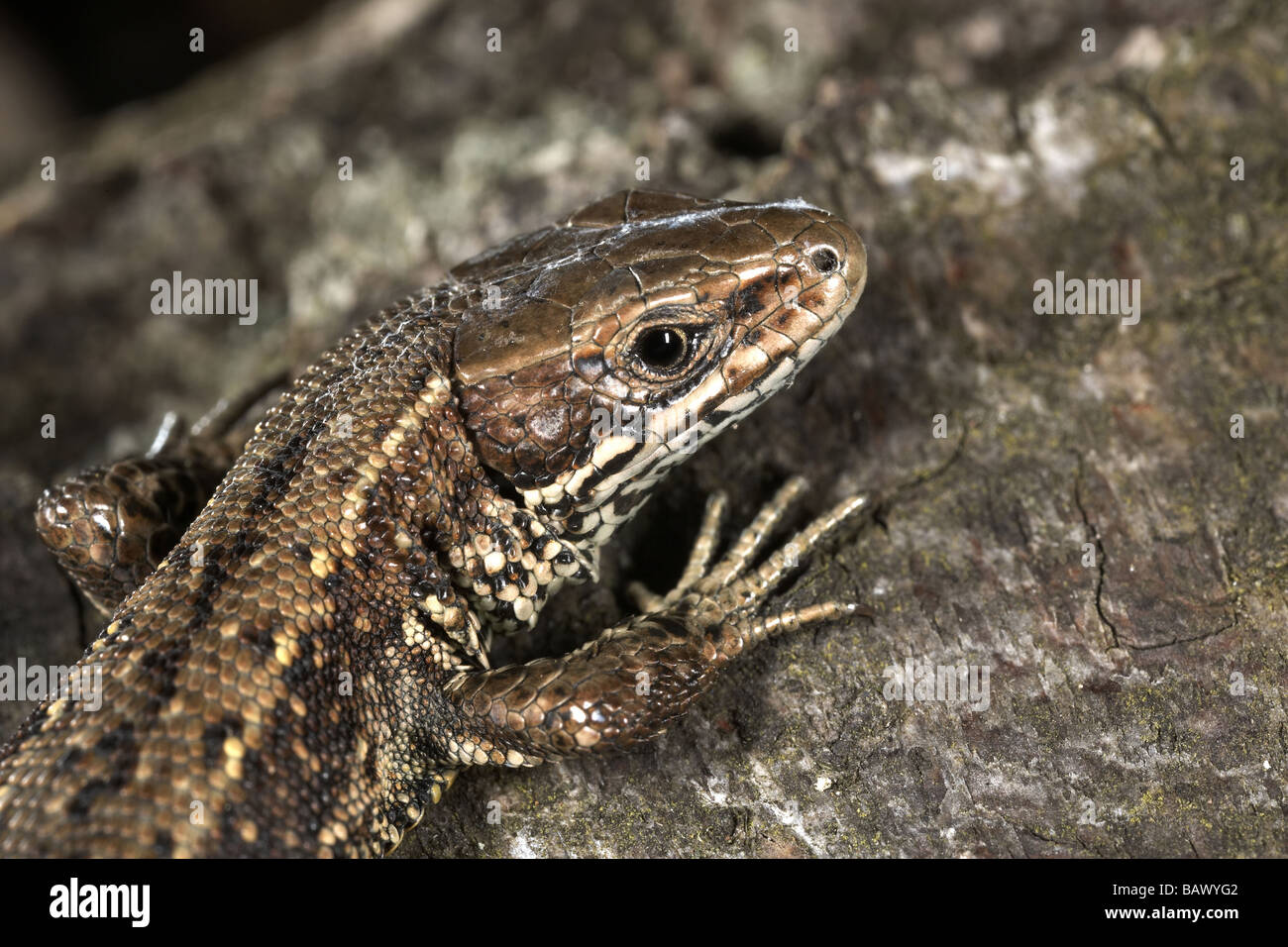 Common uk lizard hi-res stock photography and images - Alamy