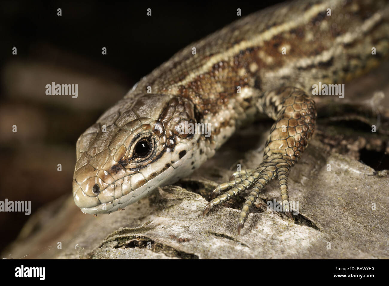 Common lizard uk hi-res stock photography and images - Alamy