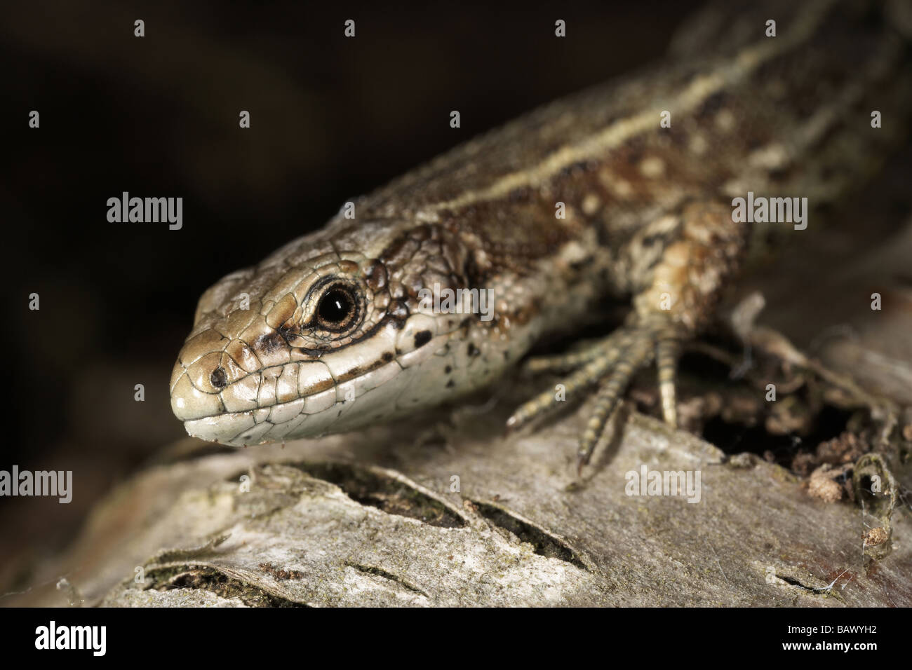 Common lizard uk hi-res stock photography and images - Alamy