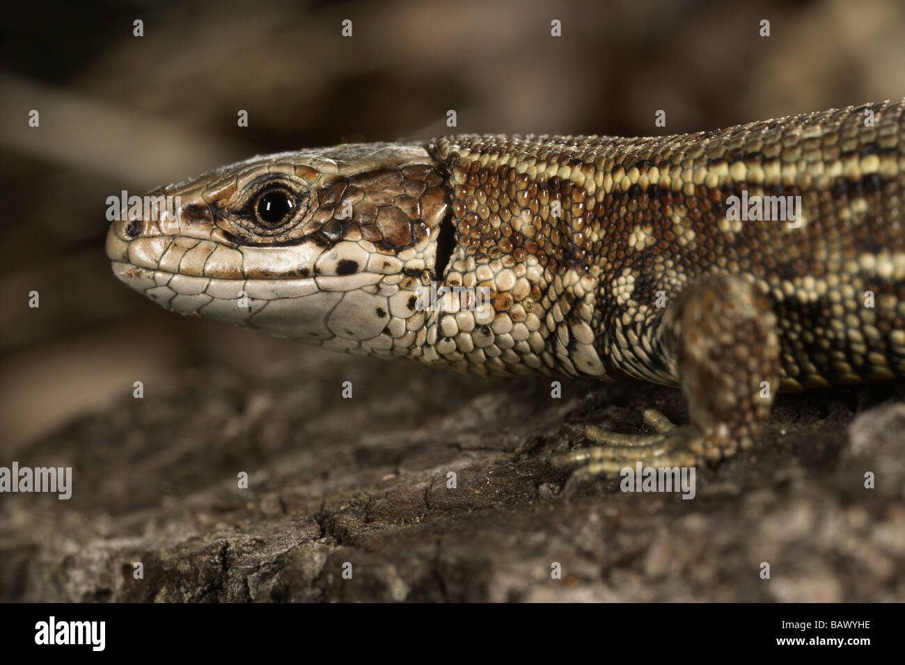 Common lizard uk hi-res stock photography and images - Alamy